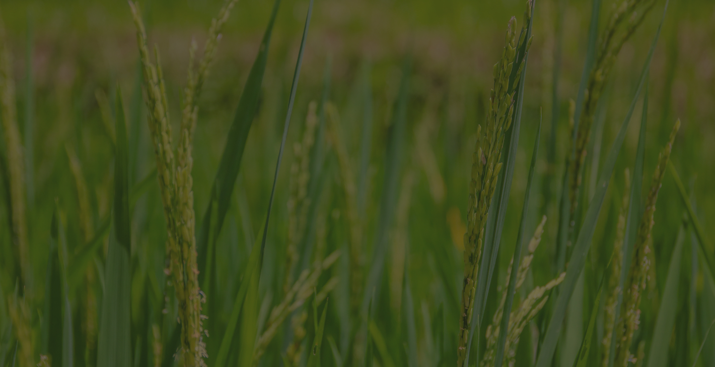 Facilities - Manroland